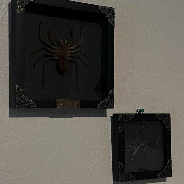 Scorpion Frame Taxedermy Black Wall Decor Gothic Artwork, Preserve ...