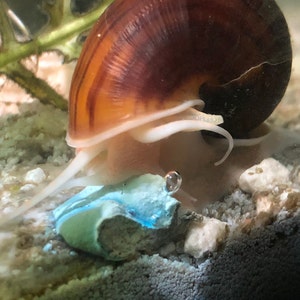 Super Snello 8oz Aquatic Snail Food Dehydrated Snail | Etsy