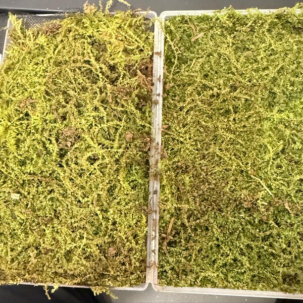 Live Clean and High Quality Planted Sheet Moss & Cushion Moss for ...