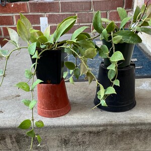 Chester Fern Starter Plant ALL STARTER PLANTS Require You to Purchase 2 ...