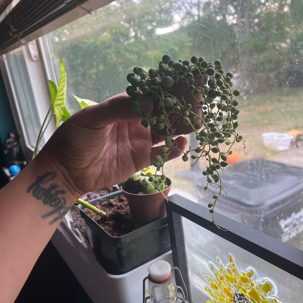 String of Peas, String of Pearls, String of Beads, Senecio Rowleyanus ...