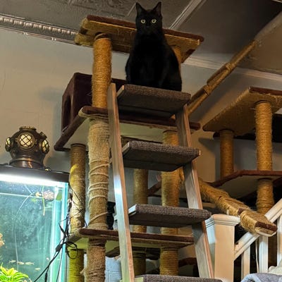 Cat Ladder 3 Step Cherry Hardwood Handcrafted High-quality Ladder for ...