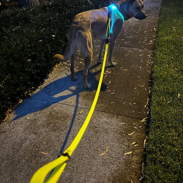 Trailblazer Customizable Braided Biothane® Dog Leash, Dog Lead ...