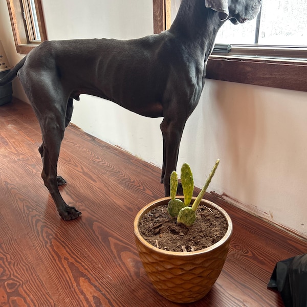 Black Raven ZZ, Dark ZZ Plant in 6” Pot, Zamioculcas Zamiifolia, Live ...