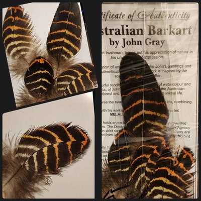 Majestic Genuine Wedged Tailed Eagle Wing Feather Approved Licence ...