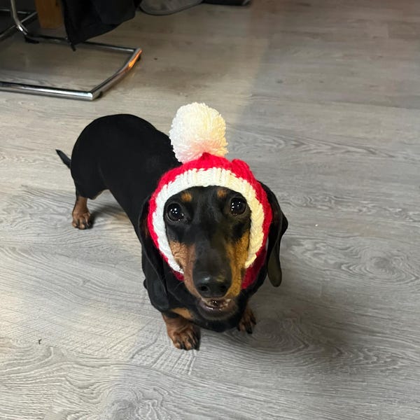 Pet Frog Costume Halloween Costume Frog Sweater and Hat Dachshund Frog ...