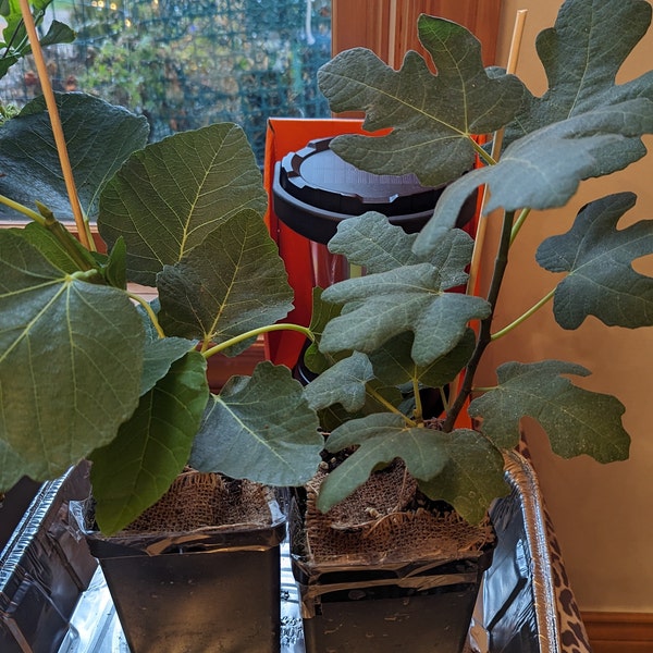 Fig Trees for Sale, Multiple Varieties Available. Well Rooted in Deep 4 ...