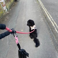 Hookapoo Dog Poop Bag Carrier Dog Poo Holder Clip on Hands Free ...