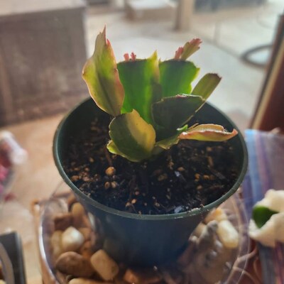 4 Pot of Variegated Christmas Cactus Schlumbergera Norris Rare ...