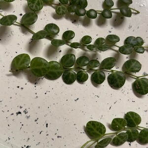 Peperomia Prostrata Turtles on a String Cuttings - Etsy