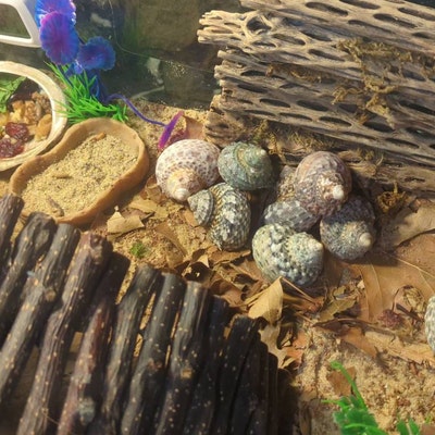 Nessastores Mexican Deep Sea Shell Beach Craft Scallop 2 1/2 3 20 PCS ...