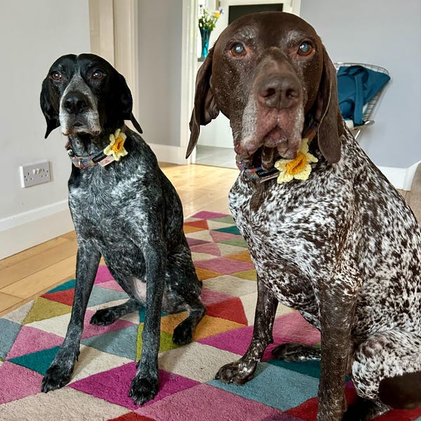 Freda’s Forget Me Nots, Flower, Crochet Forget Me Nots, Blue Flowers ...