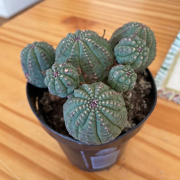 Baseball Plant, Euphorbia Obesa, Rare Plant, Cactus Cluster, Potted Succulent in 3.5'', 6" Pot ...