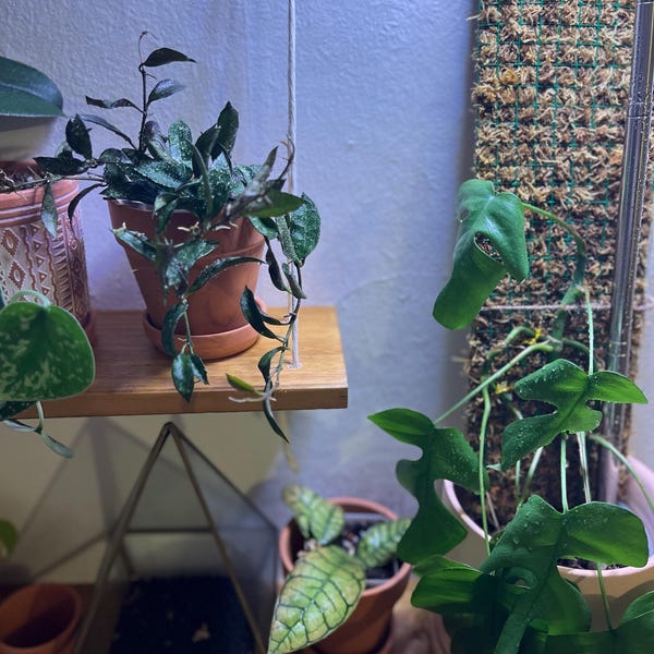 Lemon Snake Pot Perch - Plant Pot Decoration - Etsy