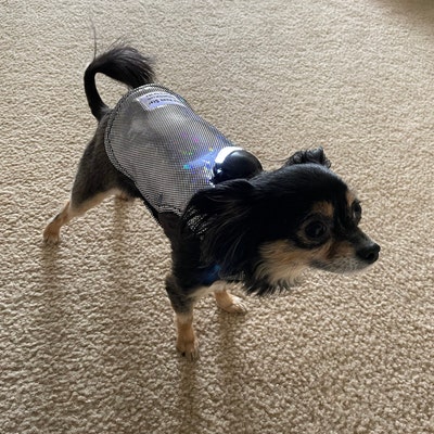 The Hawk Star Pet Protection Vest - Etsy