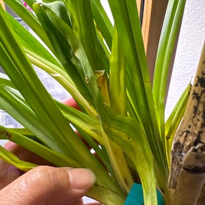 Fallglo Tangerine Grafted 3ft 4 Feet Tall No Shipping Ca - Etsy