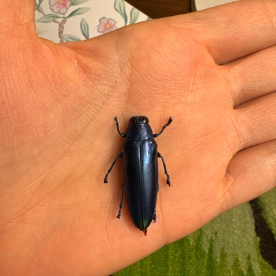 Saturn Atlas Moth Frame Specimen Entomology Taxidermy Curiosities ...