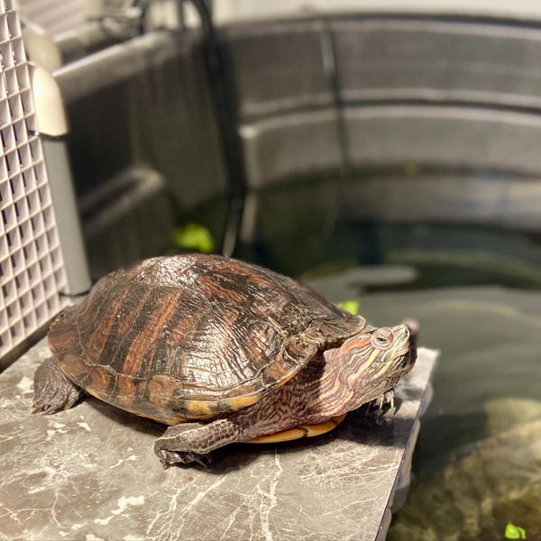 Tank Topper Turtle Dock! Sits on Top of Your Aquarium and Fits 12-13 ...