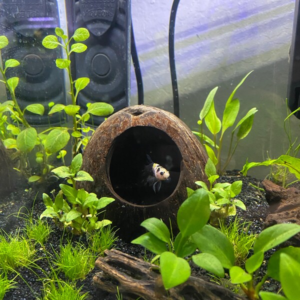 Aquarium Cave Coconut Shell Cave / Hide, Pleco Cave, Shrimp Cave ...