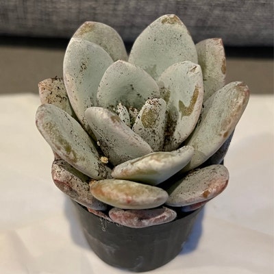 Echeveria Laurii 2pot - Etsy