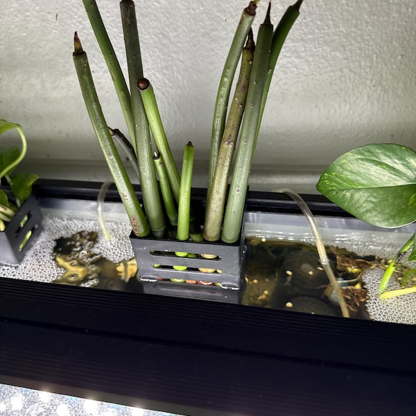 Aquarium Plants 5 Live Mangrove Trees, Red Mangrove Propagule Plants ...