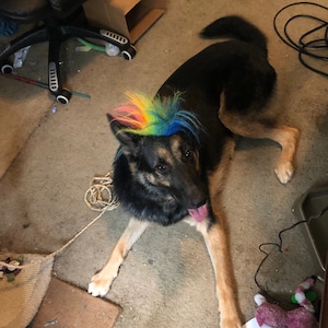 Dog Mohawk size Large | Etsy