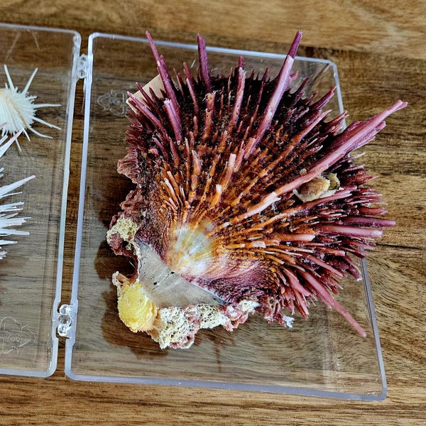 108.5mm Forreria Belcheri Giant FORRERIA/BELCHER'S CHORUS Shell ...