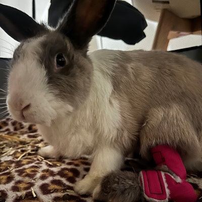 Size: Jumbo Rabbit Hock Socks 2-way Straps - Etsy