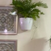 Gorgeous Large Macho Fern 6", Nephrolepis Biserrata, Giant Sword Fern ...