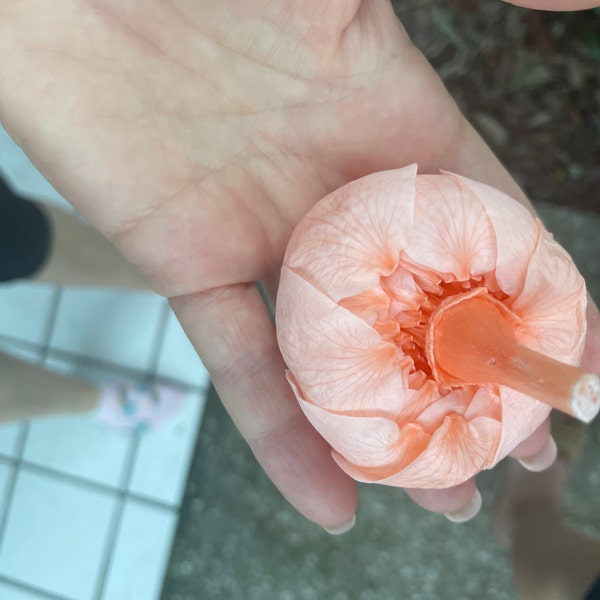 Preserved PEONIES in a Crystal Box - Forever PEONIES - Infinity PEONIES ...