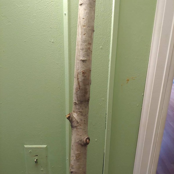 Four Decorative Silver Aspen Poles 4ft - Etsy
