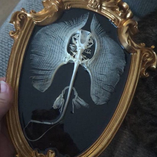 Real Lionfish Skeleton, Dendrochirus, Fish Taxidermy, on Queen Chess ...