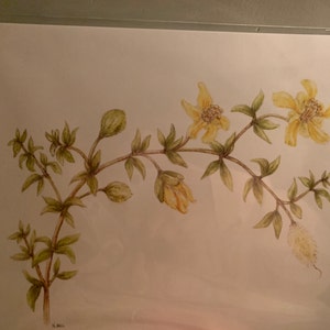 Patient Quail Scientific Illustration Quail Family Funny Desert ...