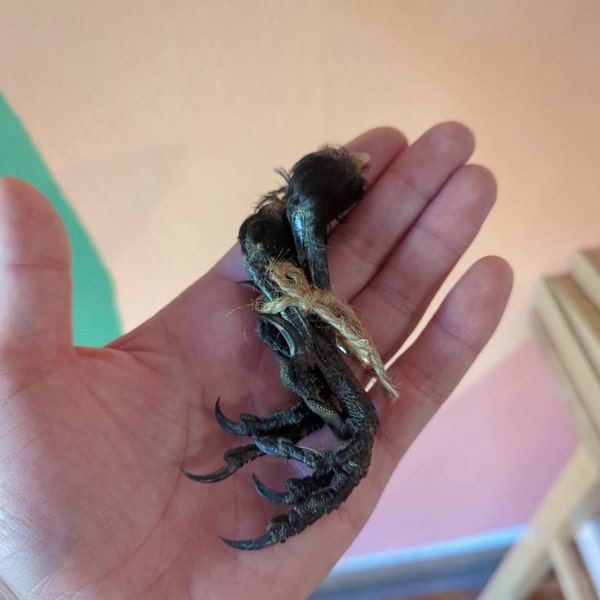 One Pair (2) Crow Feet Foot Talon Claws ~ Taxidermy Fetish Curio Bones ...