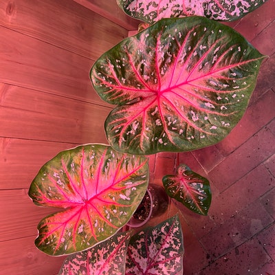 Caladiums Strap Leaf Random Mix 'value Pack' 6 Bulbs Size 2 new 2024 ...