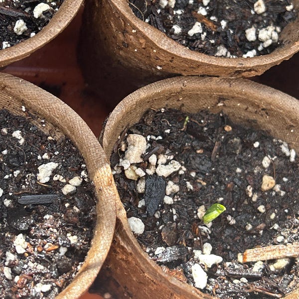 Three Sisters Seed Collection Native American Farming Corn, Bean ...