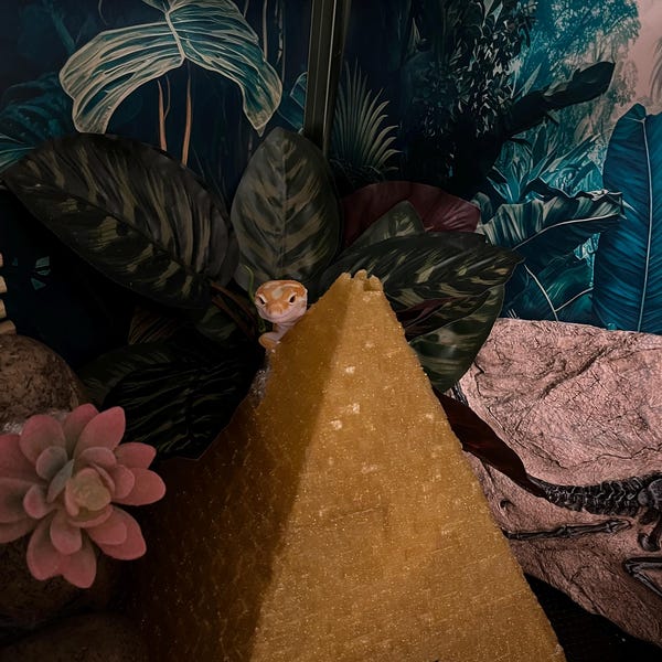 Stroodies Great Pyramid Hide for Leopard Geckos - Etsy