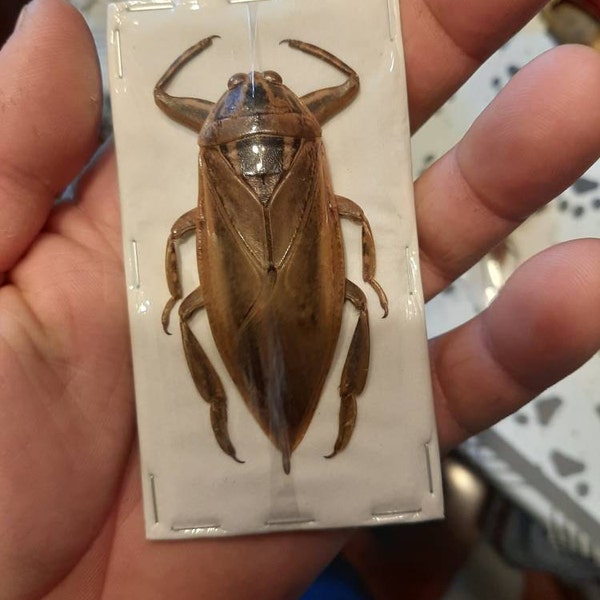 Giant Asian Water Bug, Lethocerus Indicus - Etsy