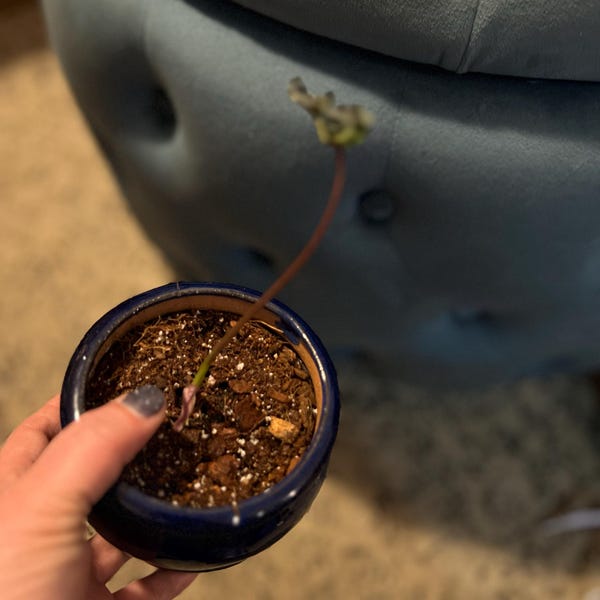 Philodendron Birkin Galaxy Starter Plant ALL STARTER PLANTS Require You ...