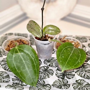 Hoya Biakensis Hoya Sp. Biak Island Rooted & Growing RARE Unique Hoya ...