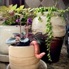 Earthworm Pot Pal Plant Pot Accessory - Etsy
