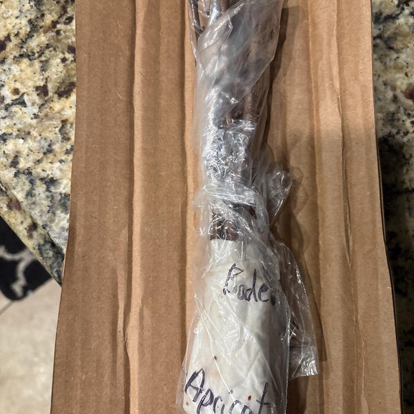 10 AMBROSIA Apple Fruit Tree Scion / Cutting / Scionwood / Wood ...