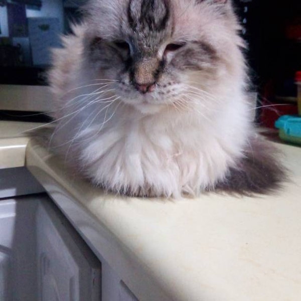 Feline Stomatitis Formula. for All Age's and All Breeds. Cuts Down the ...