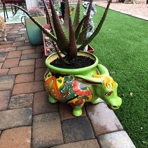 Ferdinand Agave King of the Agave Nickelsiae Agave Cactus - Etsy