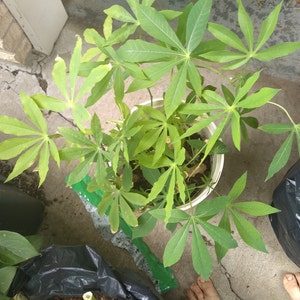 2 LIVE Colocasia Esculenta Root Bulbs for Planting, Elephant Ear, Taro ...