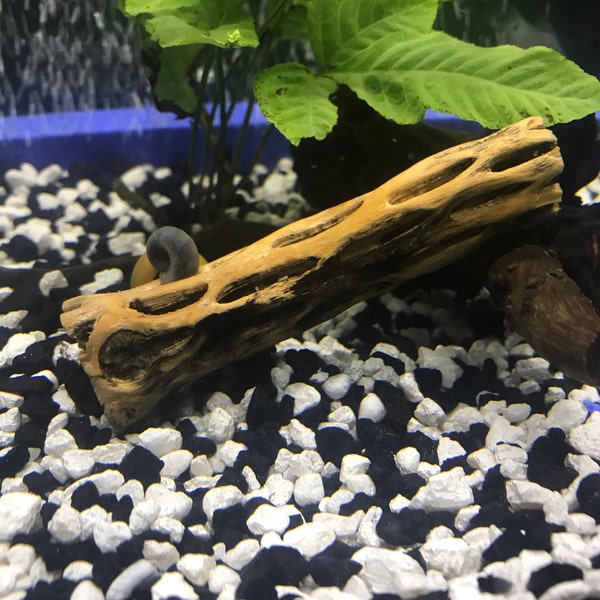 BUY 2 GET 1 FREE Cholla Wood Sticks Cholla Drift Wood Beautiful ...