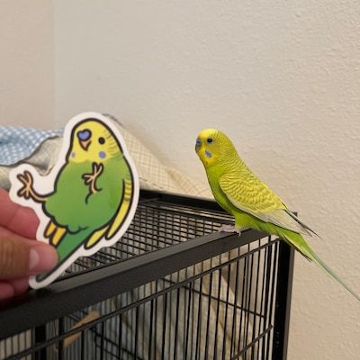 Green & Yellow Budgie Clear Vinyl Sticker - Etsy