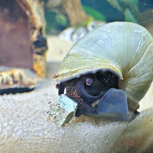Super Snello 8oz, Aquatic Snail Food, Dehydrated, Snail Jello, Mystery ...