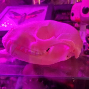 Raccoon Skull Real Bone Animal Taxidermy Bones Macabre Horror - Etsy