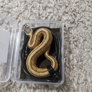 Customizable Ball Python Miniature / Figure / Sculpture / Necklace ...